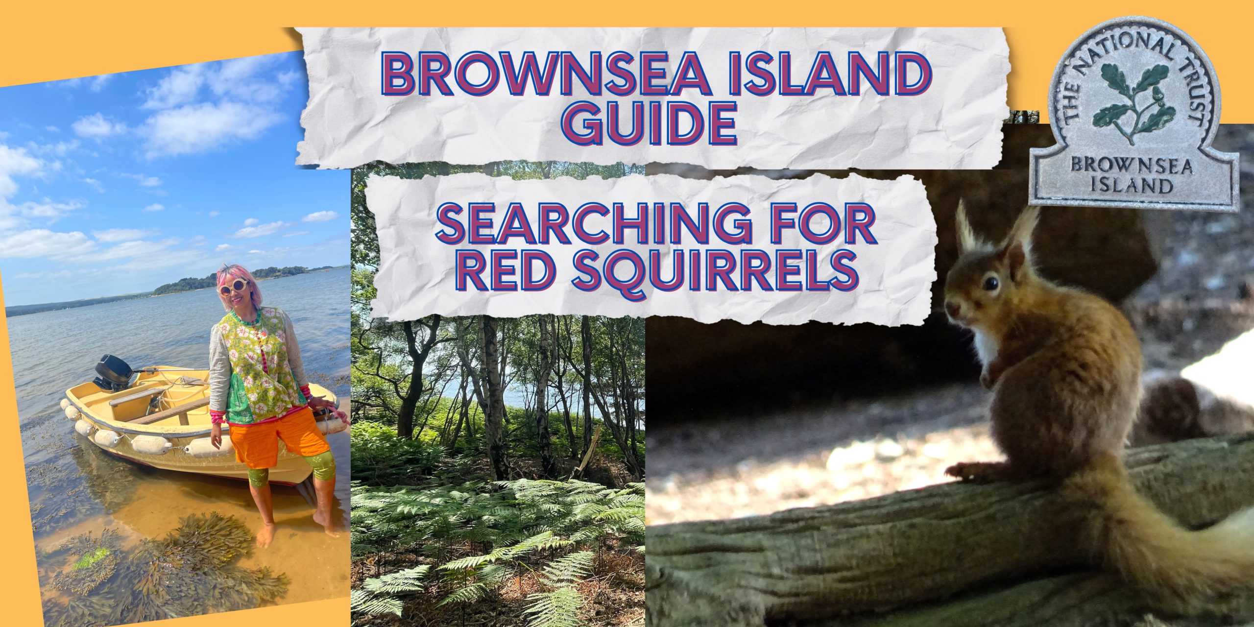Searching for red squirrels: a camping adventure in Brownsea Island ...